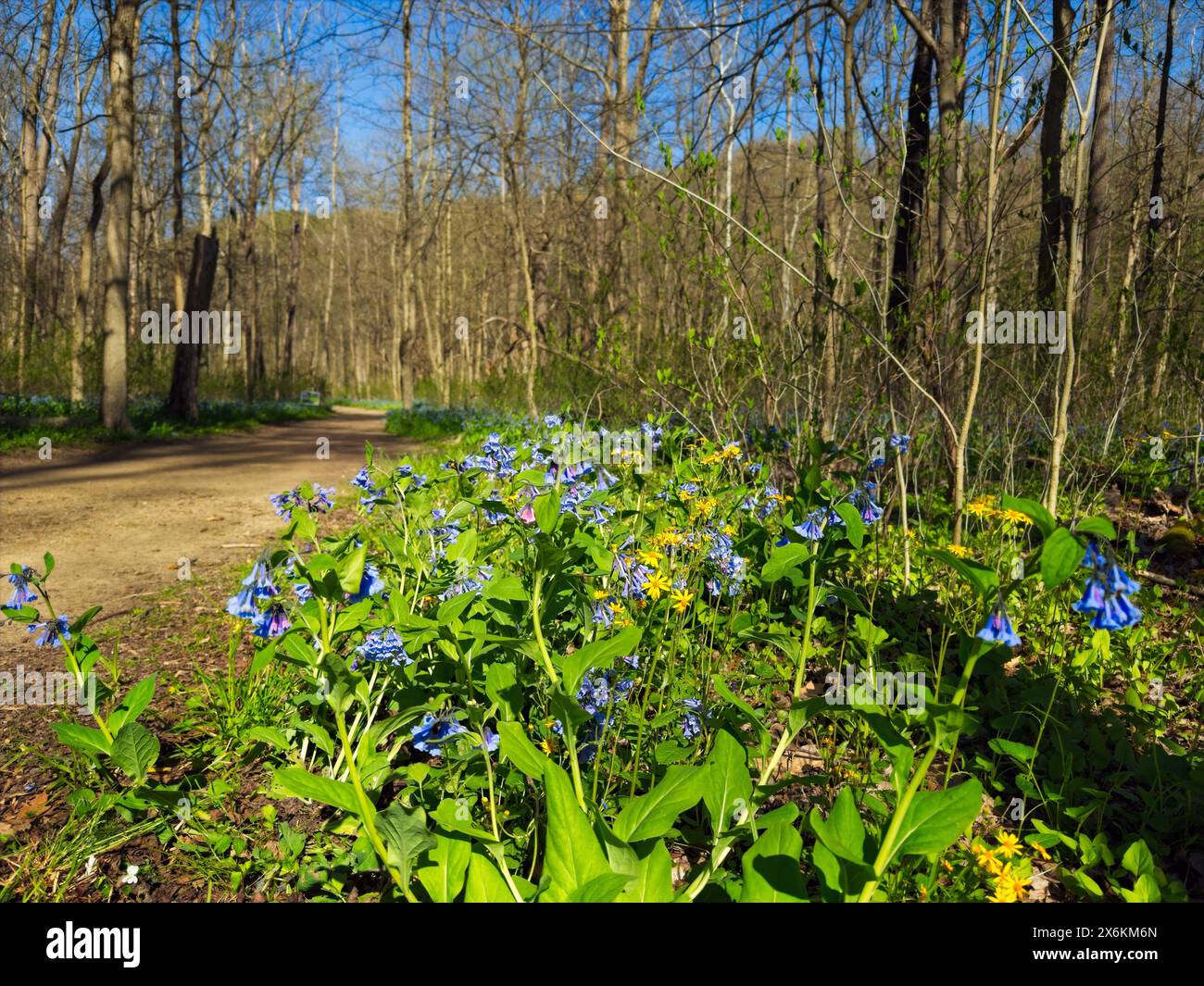 A patch of Virginia bluebells and wild yellow daisies blooming along a ...