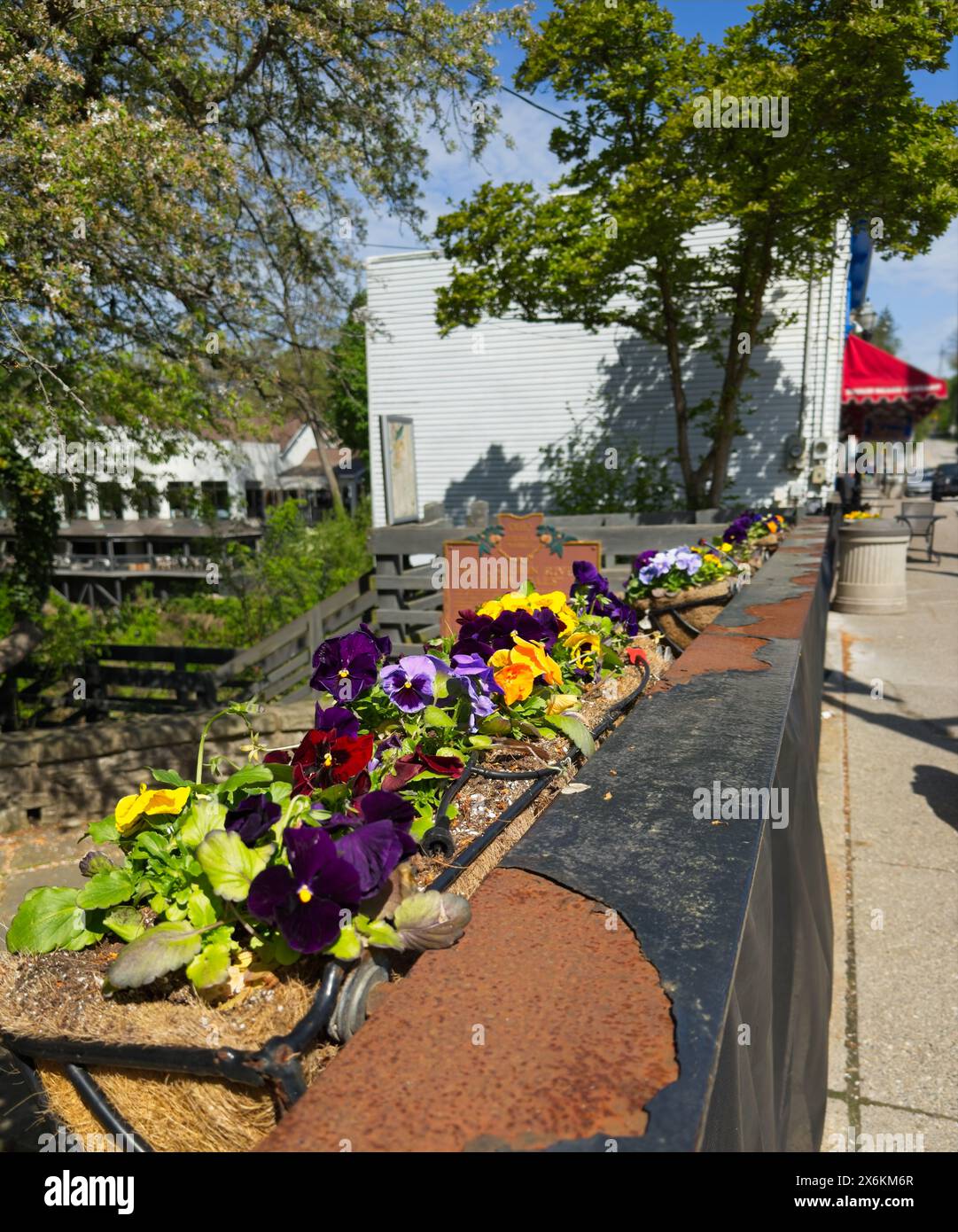 Streetside planters with a variety of petunias add color to downtown ...