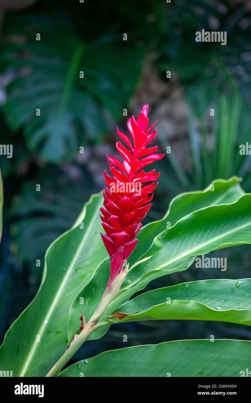 Ginger Blossom, Caribbean, Ocho Rios, Saint Ann Parish, Middlesex ...