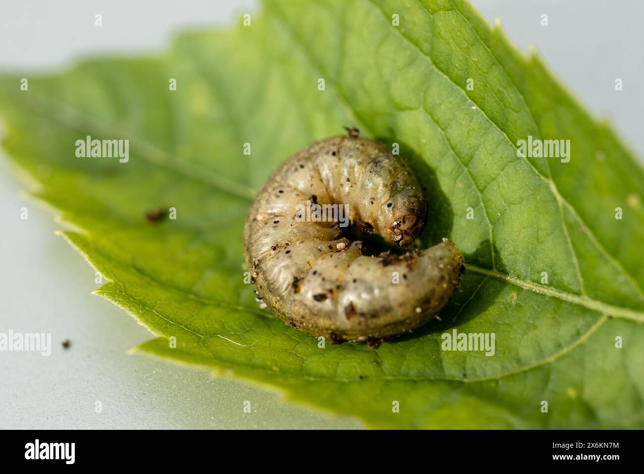 Winter pest insect pest Agrotis segetum Stock Photo - Alamy