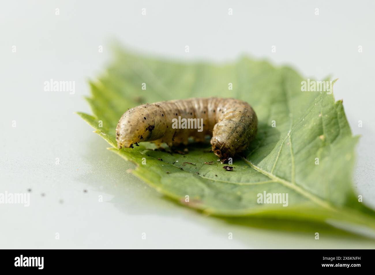 Winter pest insect pest Agrotis segetum Stock Photo - Alamy