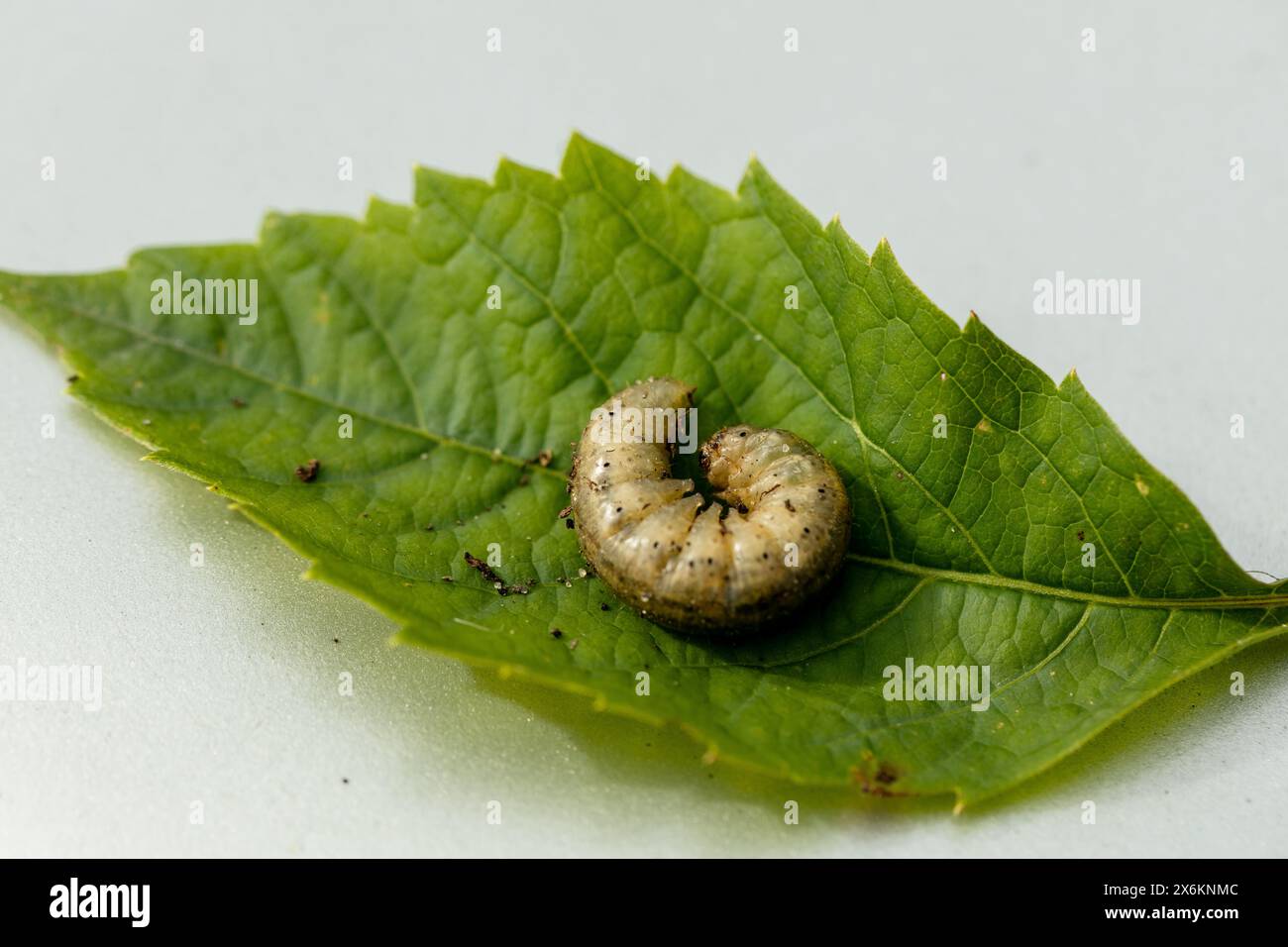Winter pest insect pest Agrotis segetum Stock Photo - Alamy