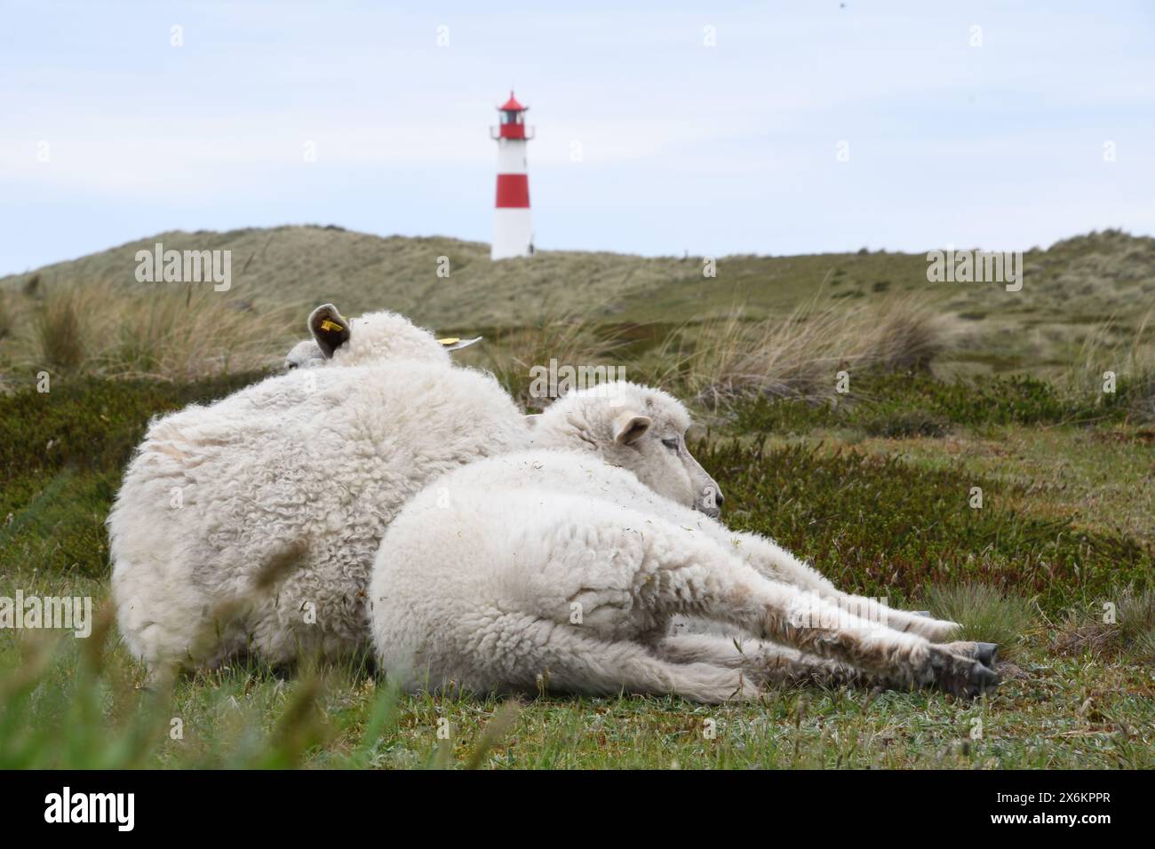 List, Germany. 09th May, 2024. Two sheep lie in the dunes in the Lister ...
