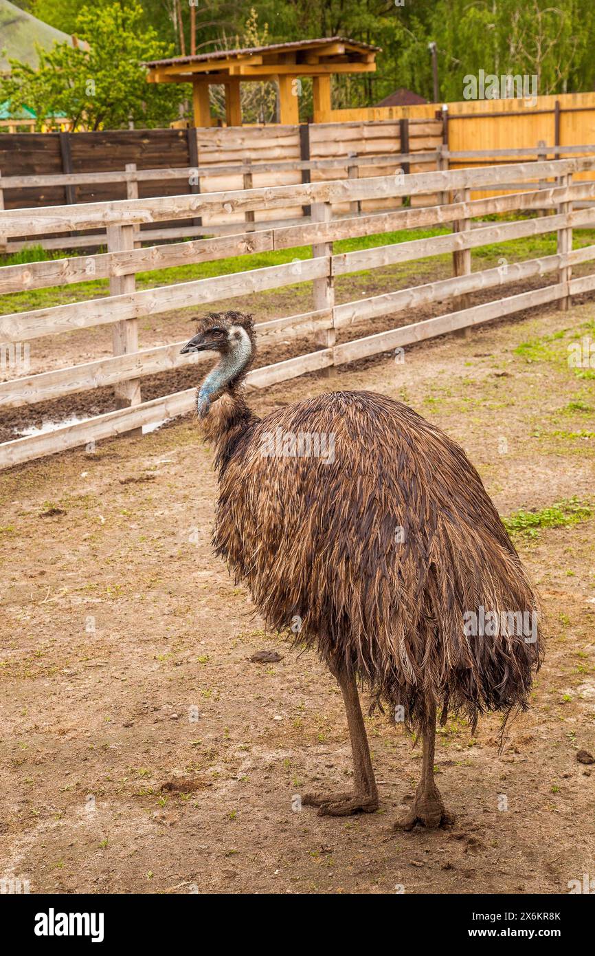 Australian ostrich emu known as Dromaius novaehollandiae is the second ...