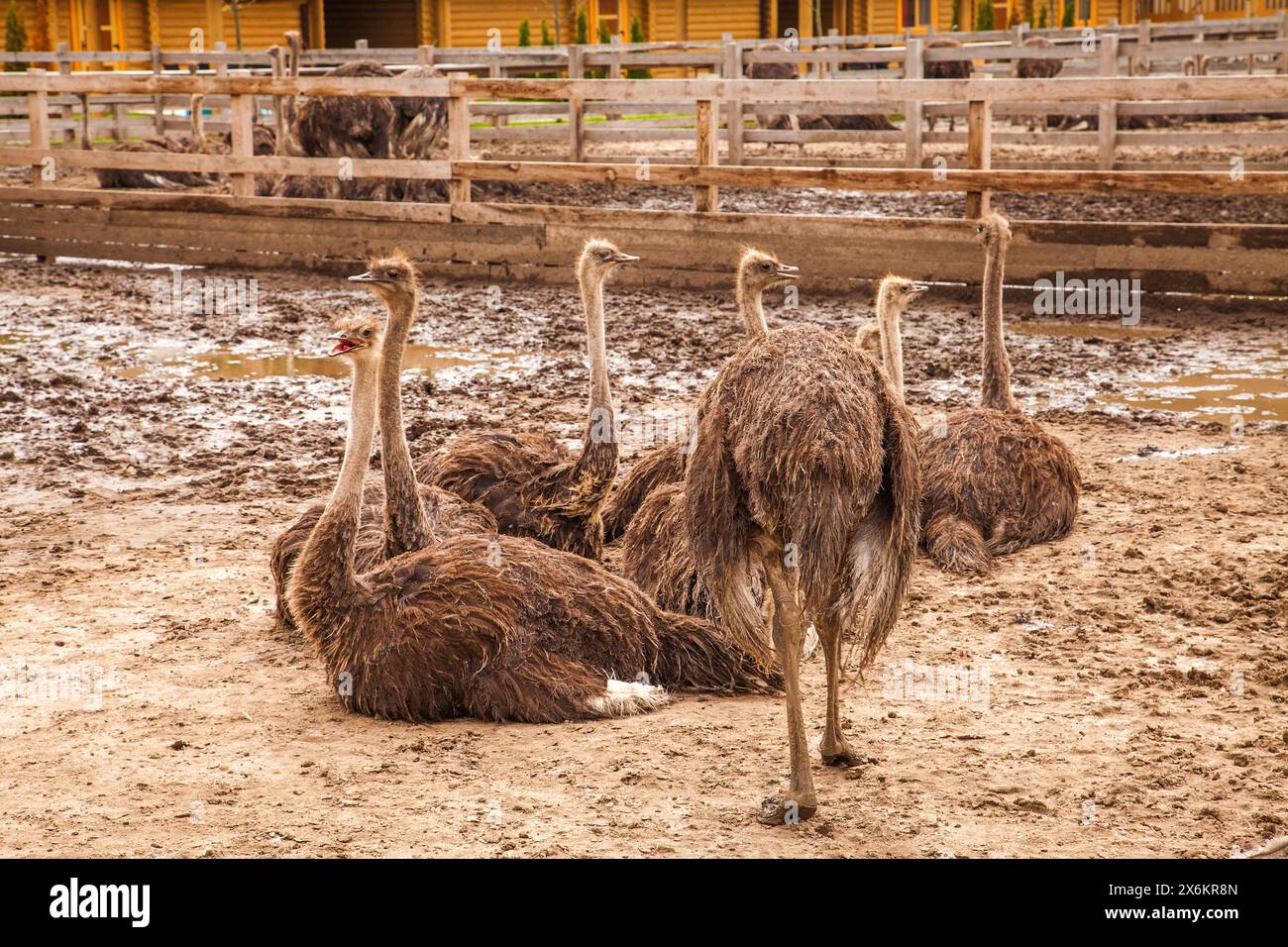 Common Ostrich - Struthio camelus is a species of flightless bird ...