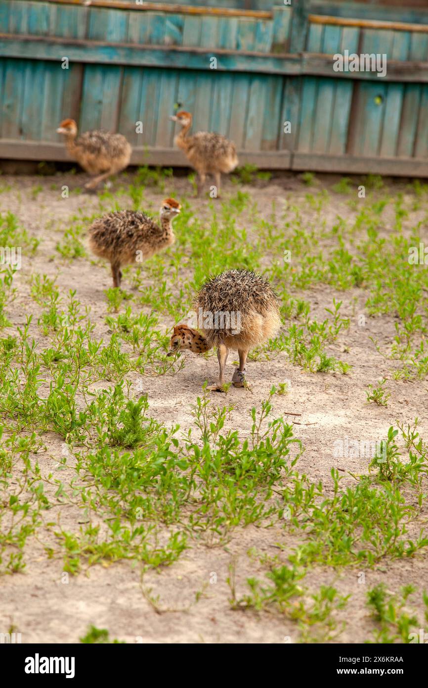 Baby ostriches in the paddock. Common Ostrich - Struthio camelus is a ...