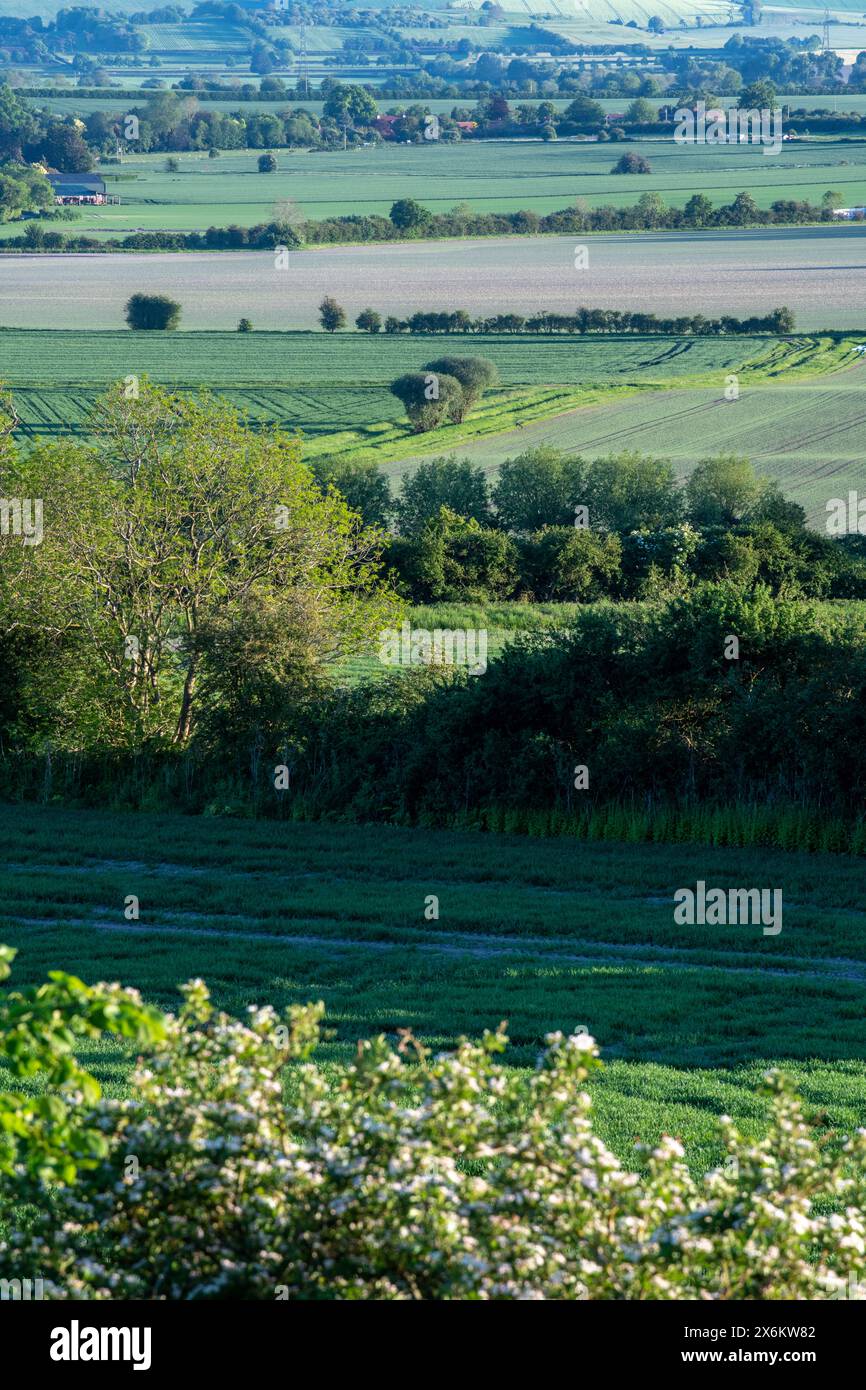 Wednesday 15th May 2024 - Wittenham Clumps, near Didcot, Oxfordshire ...