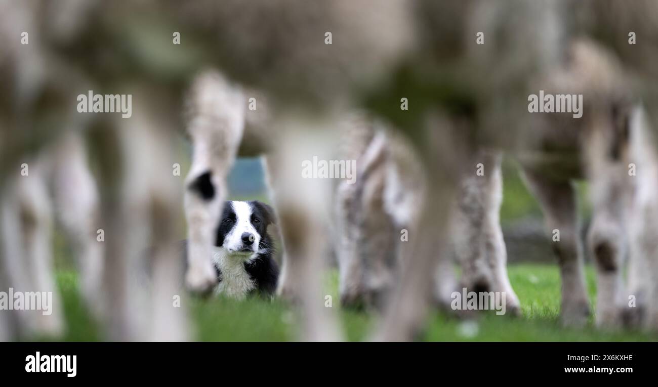 Border Collie sheepdog looking through a mass of sheeps legs as the ...