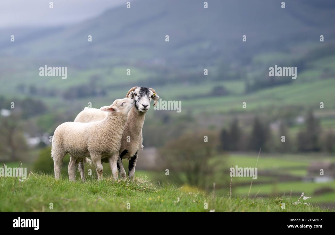Sheep nuzzle lamb hi-res stock photography and images - Alamy