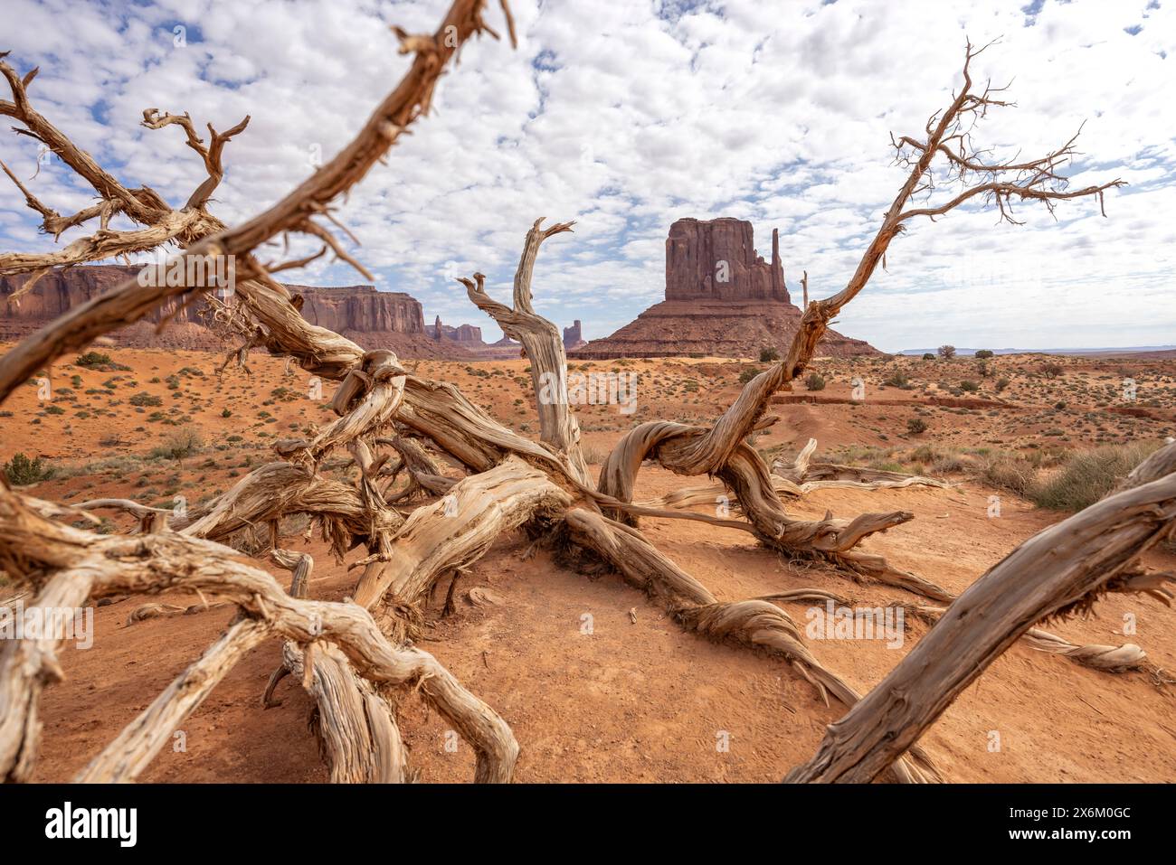 West Mitten butte seen thrpough the branches of a twisted dried out ...