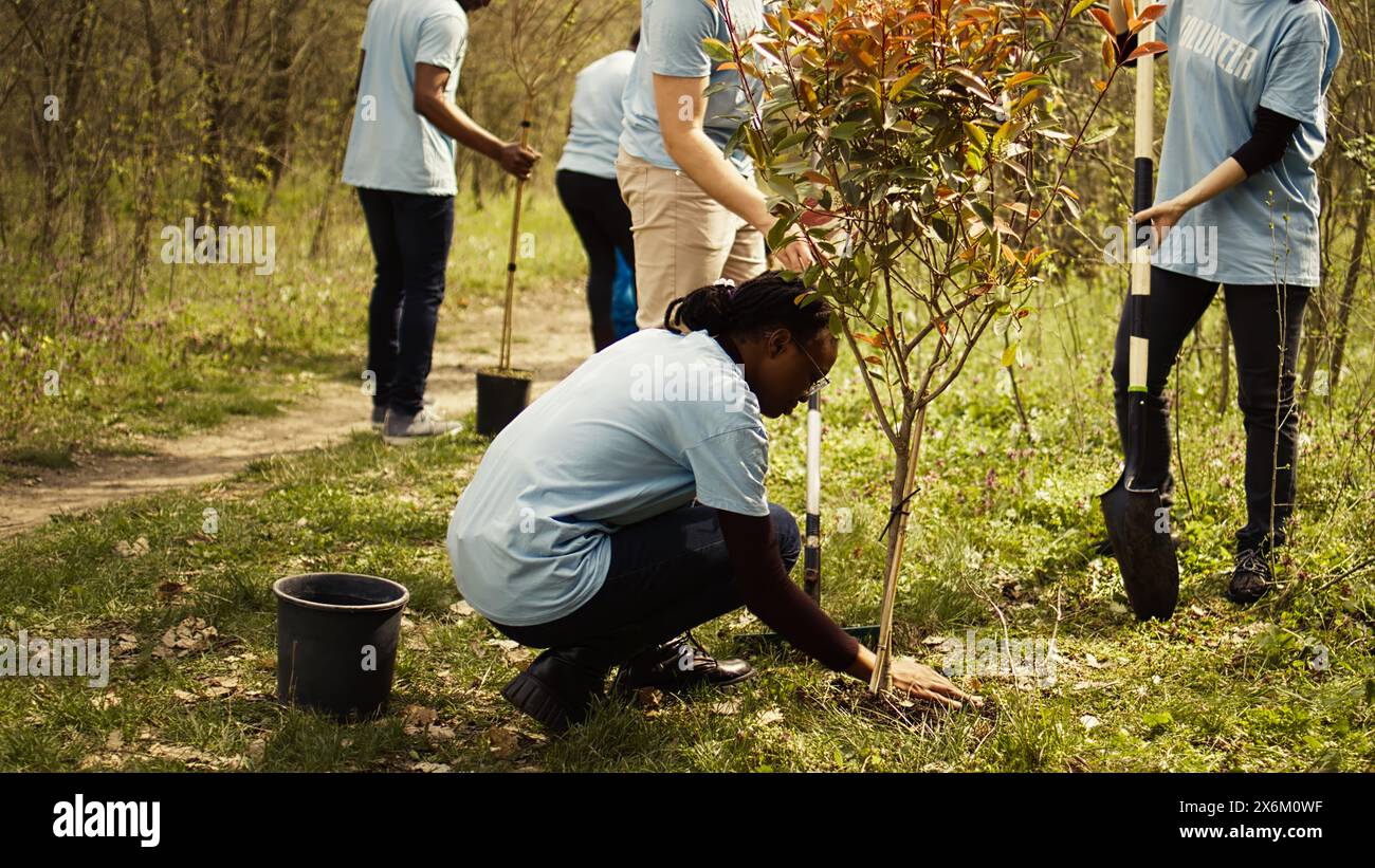 Team of volunteers planting trees in the forest by digging holes in the ...