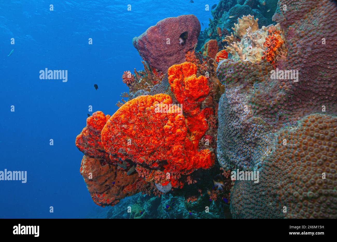 Agelas clathrodes, also known as the orange elephant ear sponge, is a ...