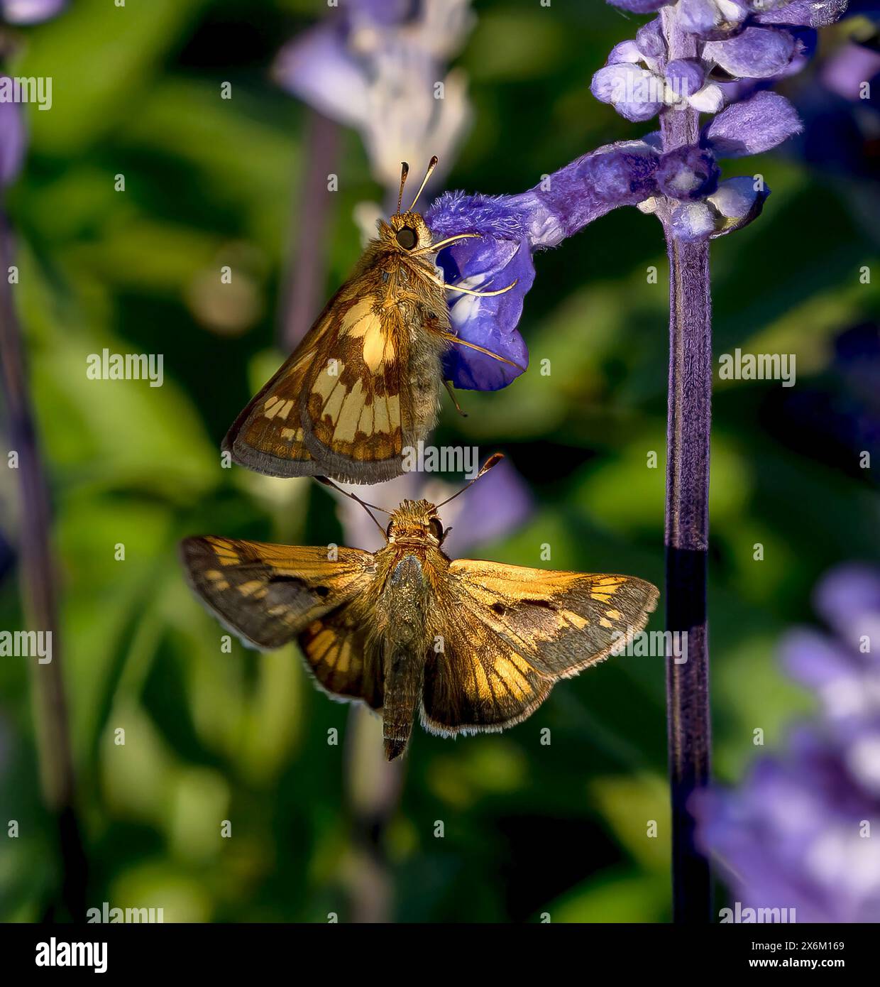 Butterfly flying around couple hi-res stock photography and images - Alamy