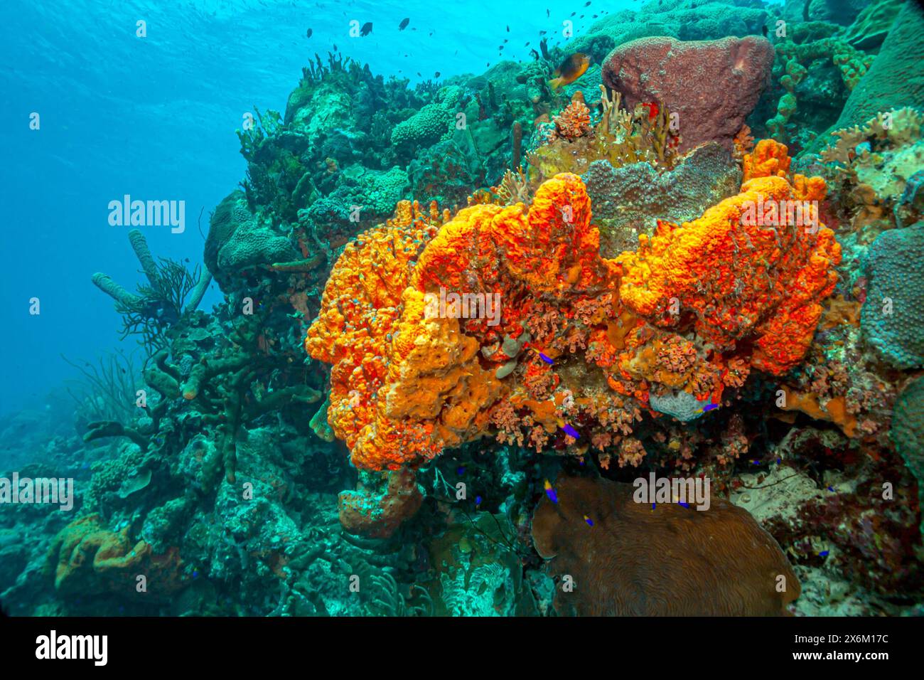 Agelas clathrodes, also known as the orange elephant ear sponge, is a ...