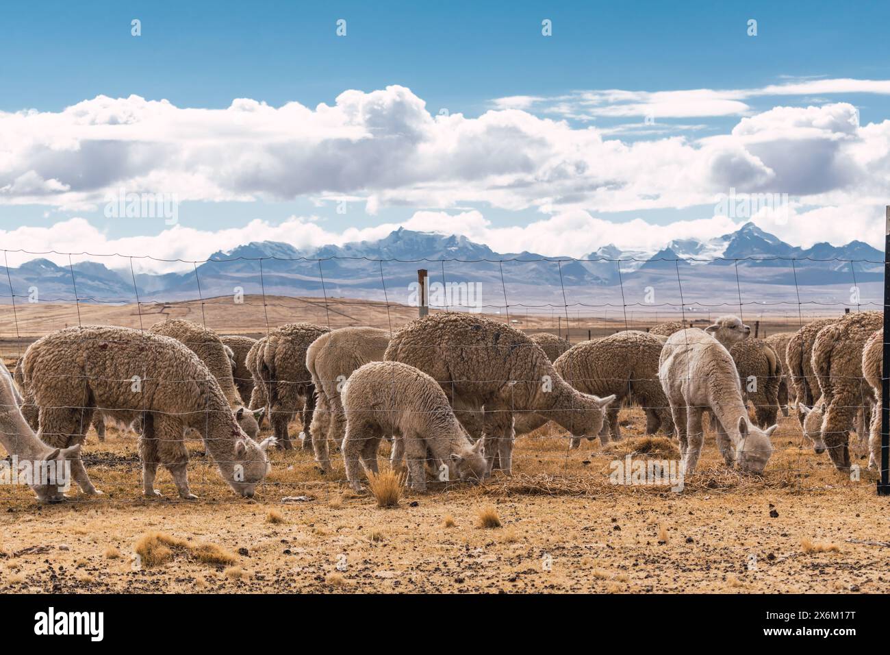 Alpacas eating and grazing in the Andes mountain range surrounded by ...