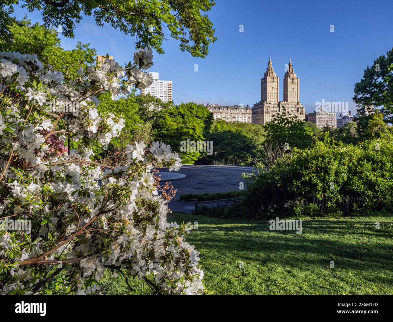 Rhododendron arboreum, the tree rhododendron is an evergreen shrub or ...