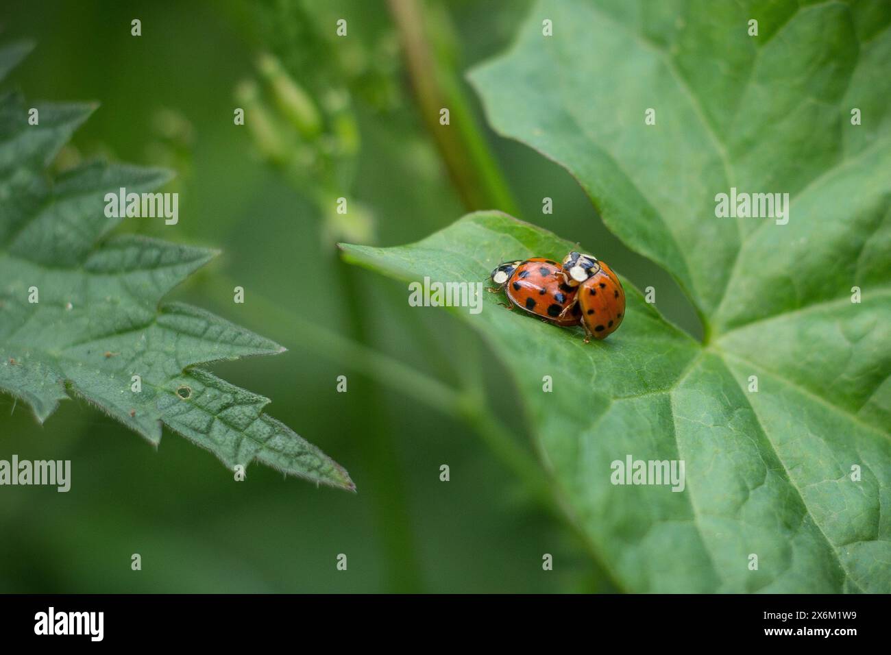 Multiple ladybirds hi-res stock photography and images - Alamy