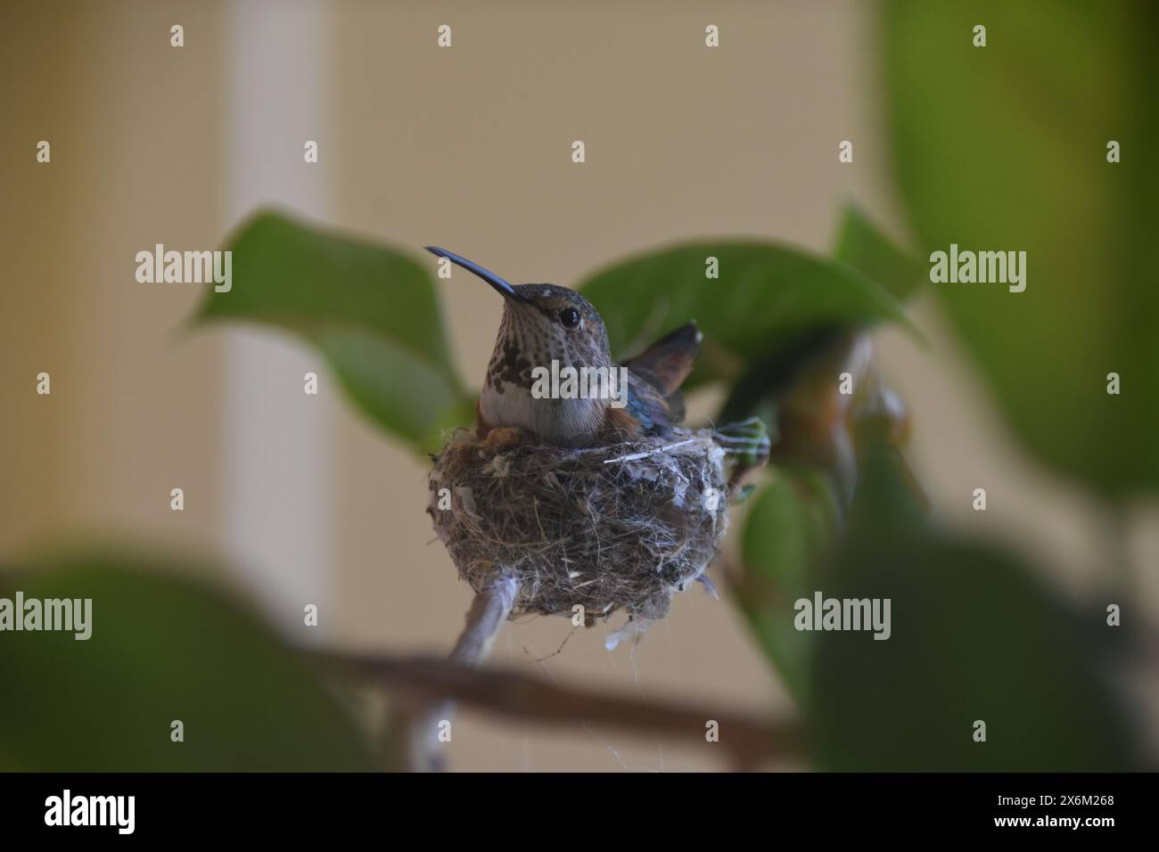 A nesting mother hummingbird with eggs in the nest Stock Photo - Alamy