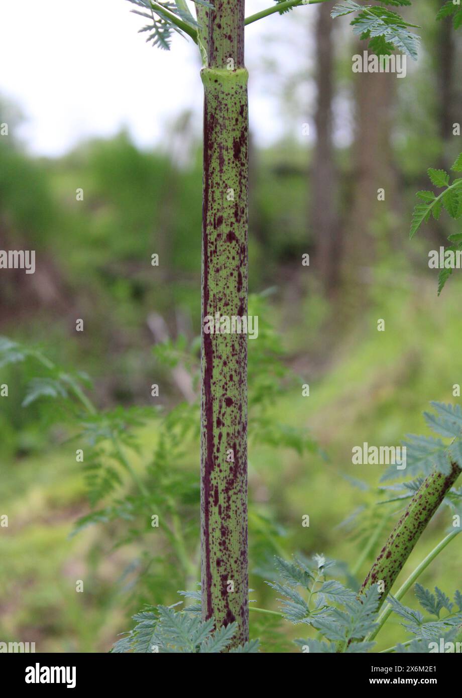 Purple Speckles on a Large Poison Hemlock Plant Stem Stock Photo - Alamy