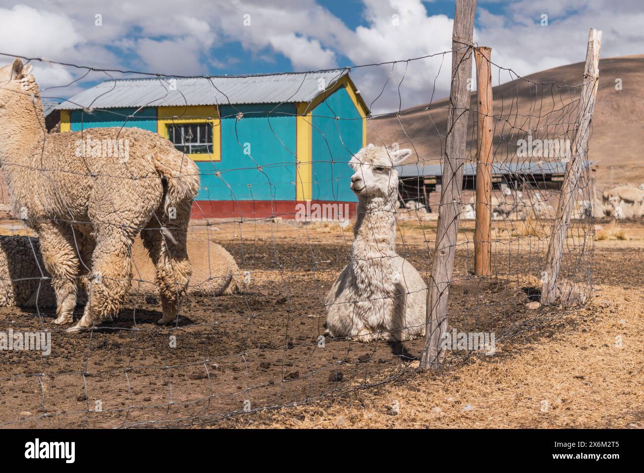 Alpacas eating and grazing in the Andes mountain range surrounded by ...