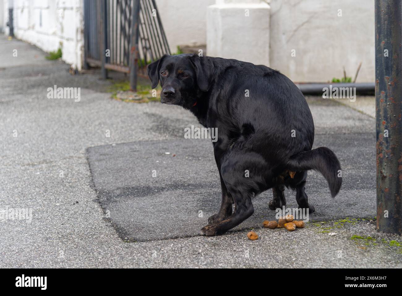 Defecating dog hi-res stock photography and images - Alamy