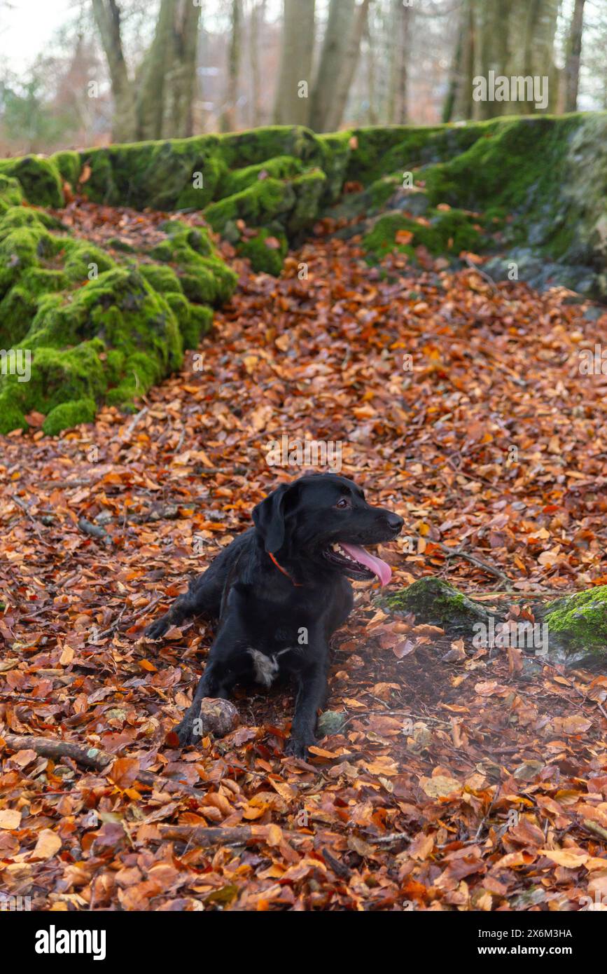 Black Labrador Resting on Leaf-Covered Forest Floor Stock Photo - Alamy