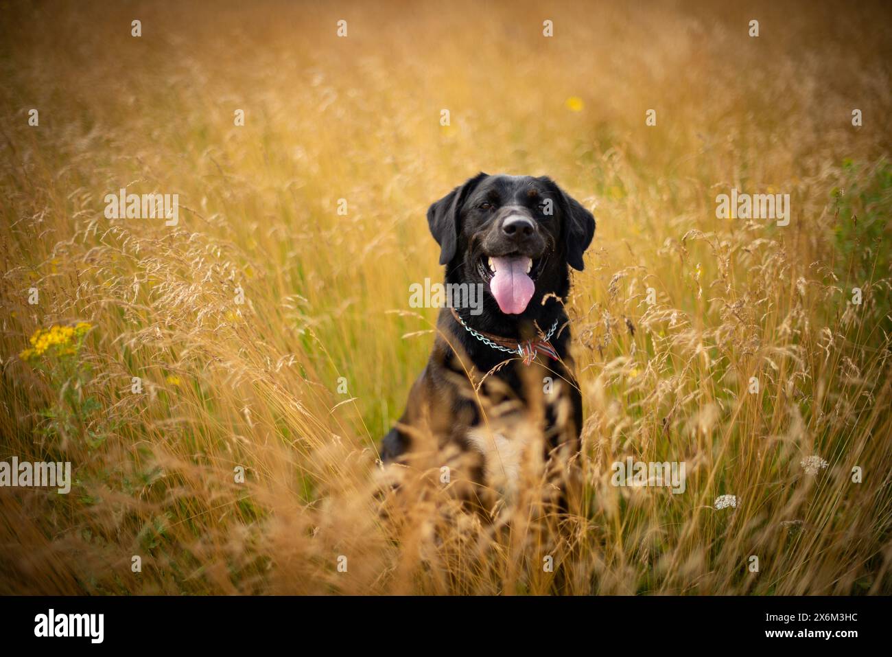 Black Labrador Sitting in a Golden Field of Tall Grass Stock Photo - Alamy