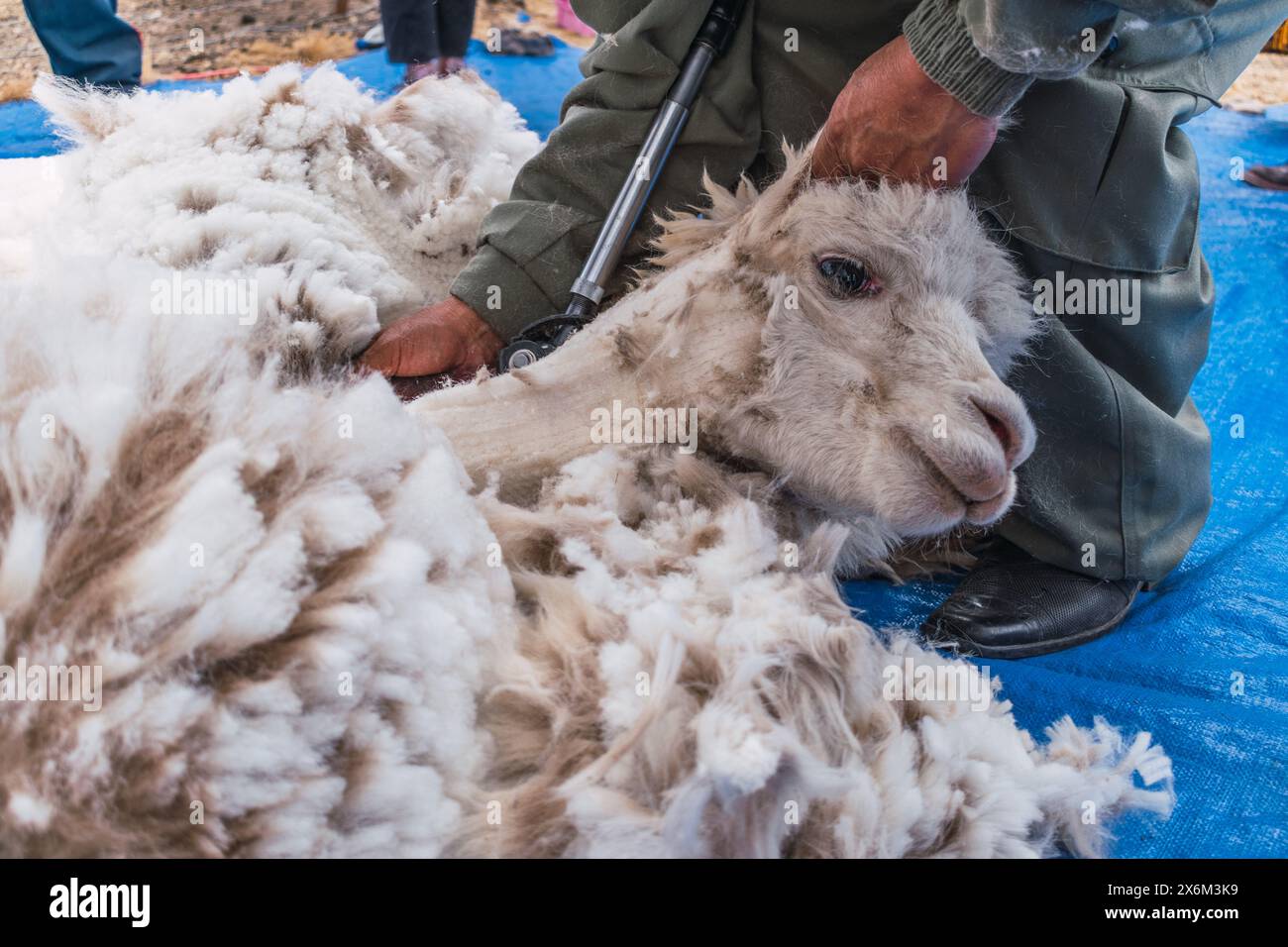 alpaca being sheared in the heights of the Andes in Latin America on a ...