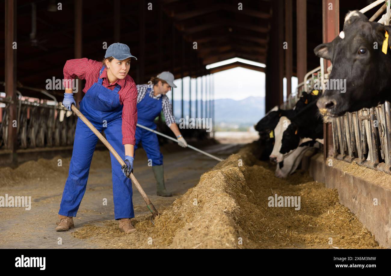 Male and female farm workers feed cows Stock Photo - Alamy