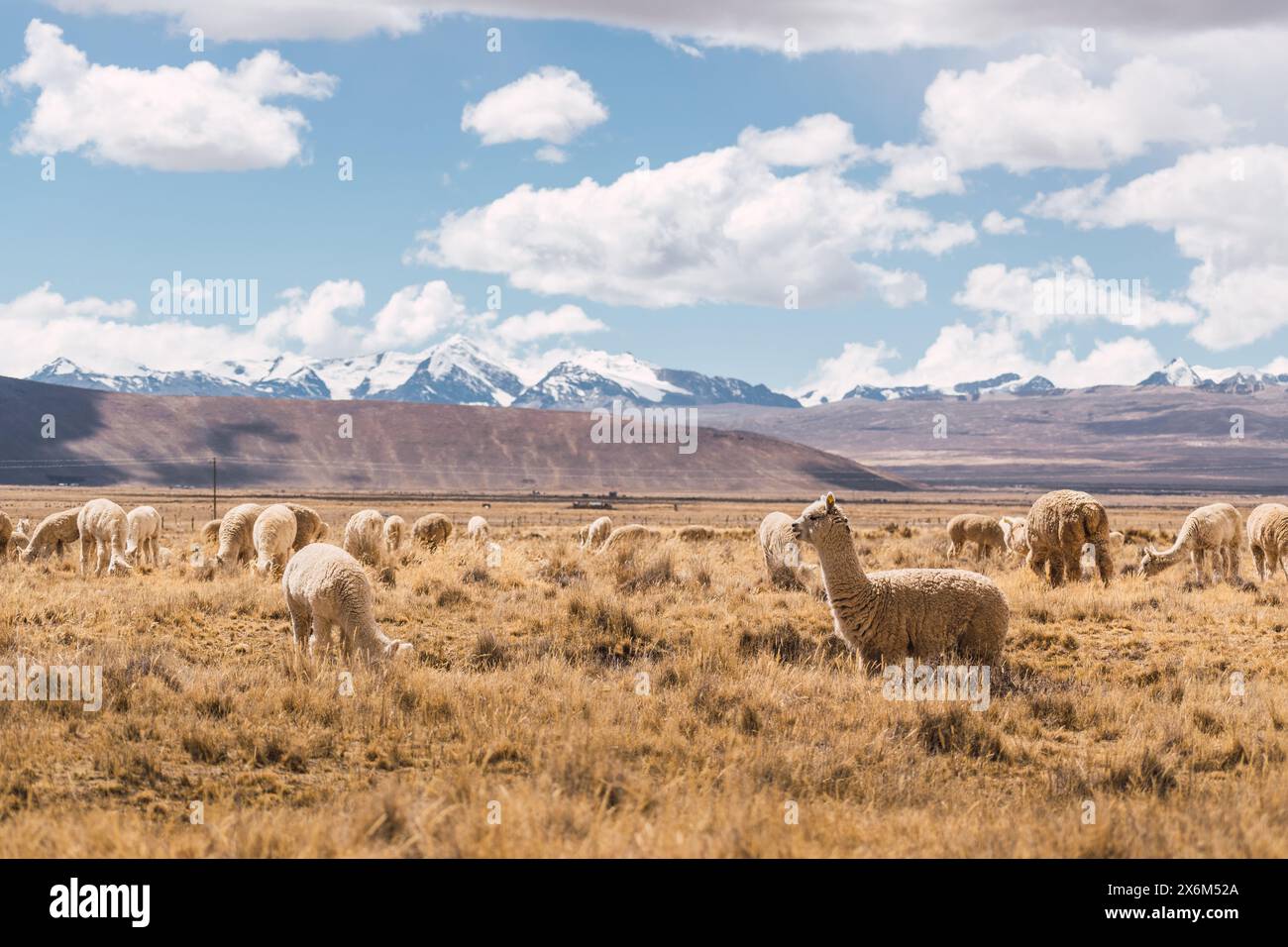 Alpacas eating and grazing in the Andes mountain range surrounded by ...