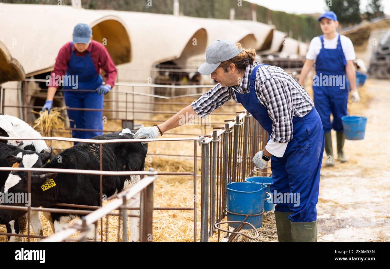 Male farmer taking care of calves at cow farm Stock Photo - Alamy