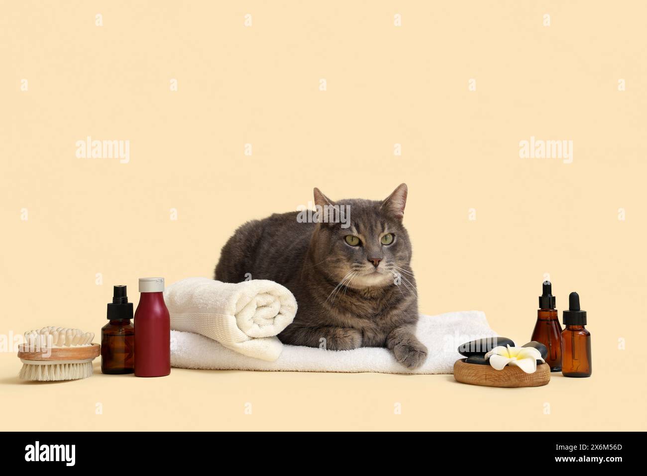 Cute grey cat and set for spa treatment on beige background Stock Photo ...