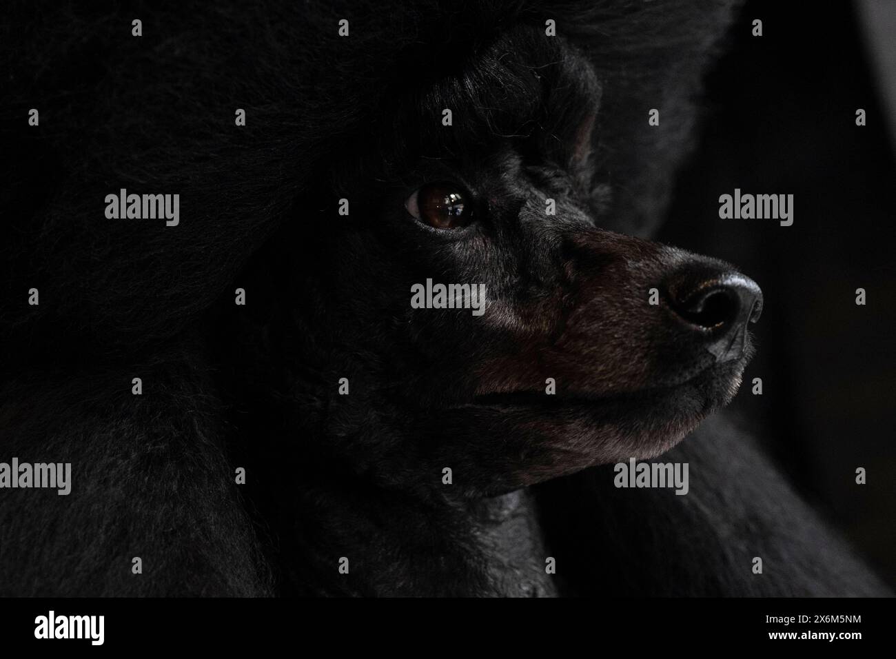 New York, New York, USA. 15th May, 2024. Miniature poodle Sage, Winner ...