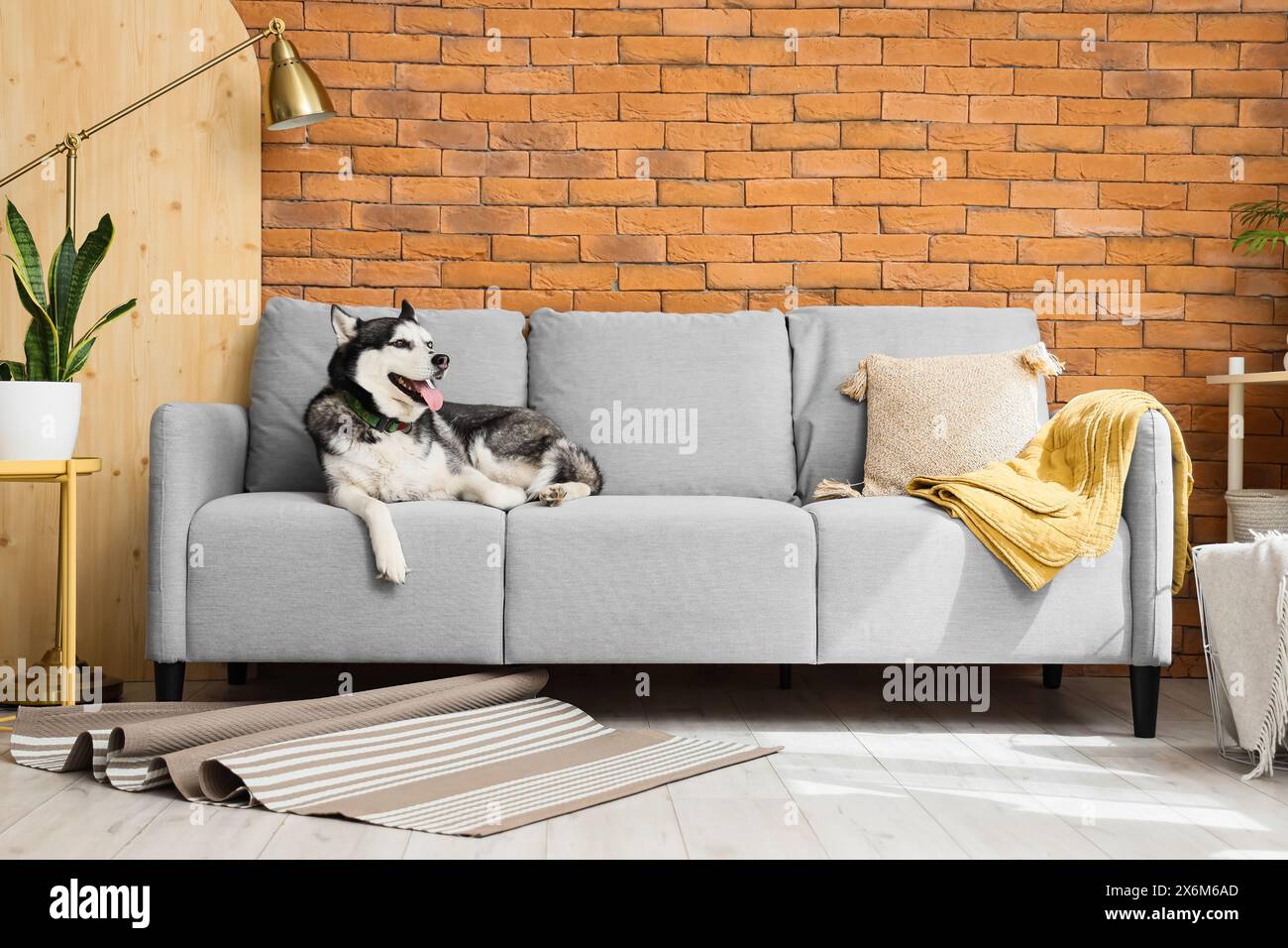Husky dog lying on sofa in messy room Stock Photo - Alamy