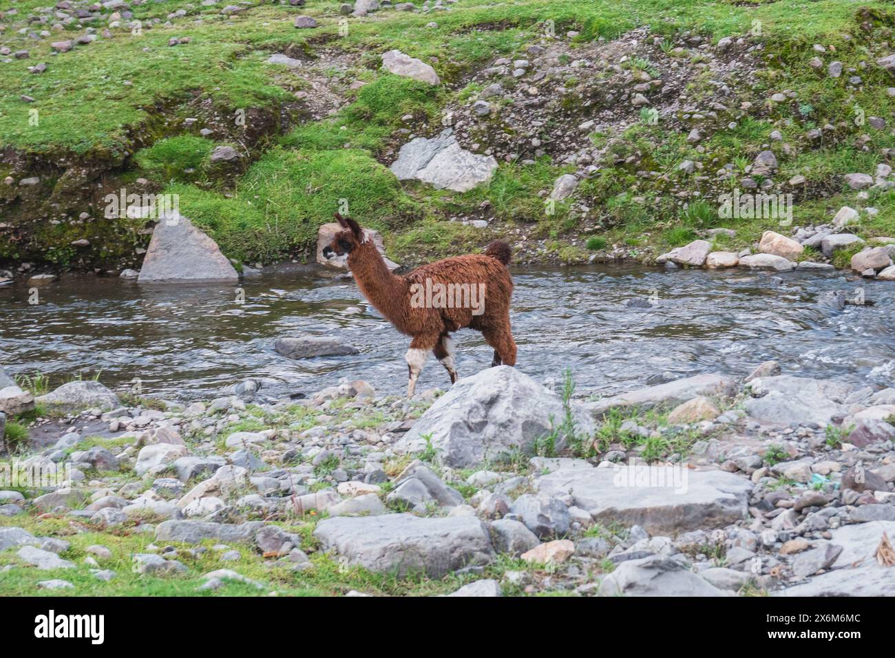 alpaca crossing a river next to a mountain in the bolivian andes Stock ...