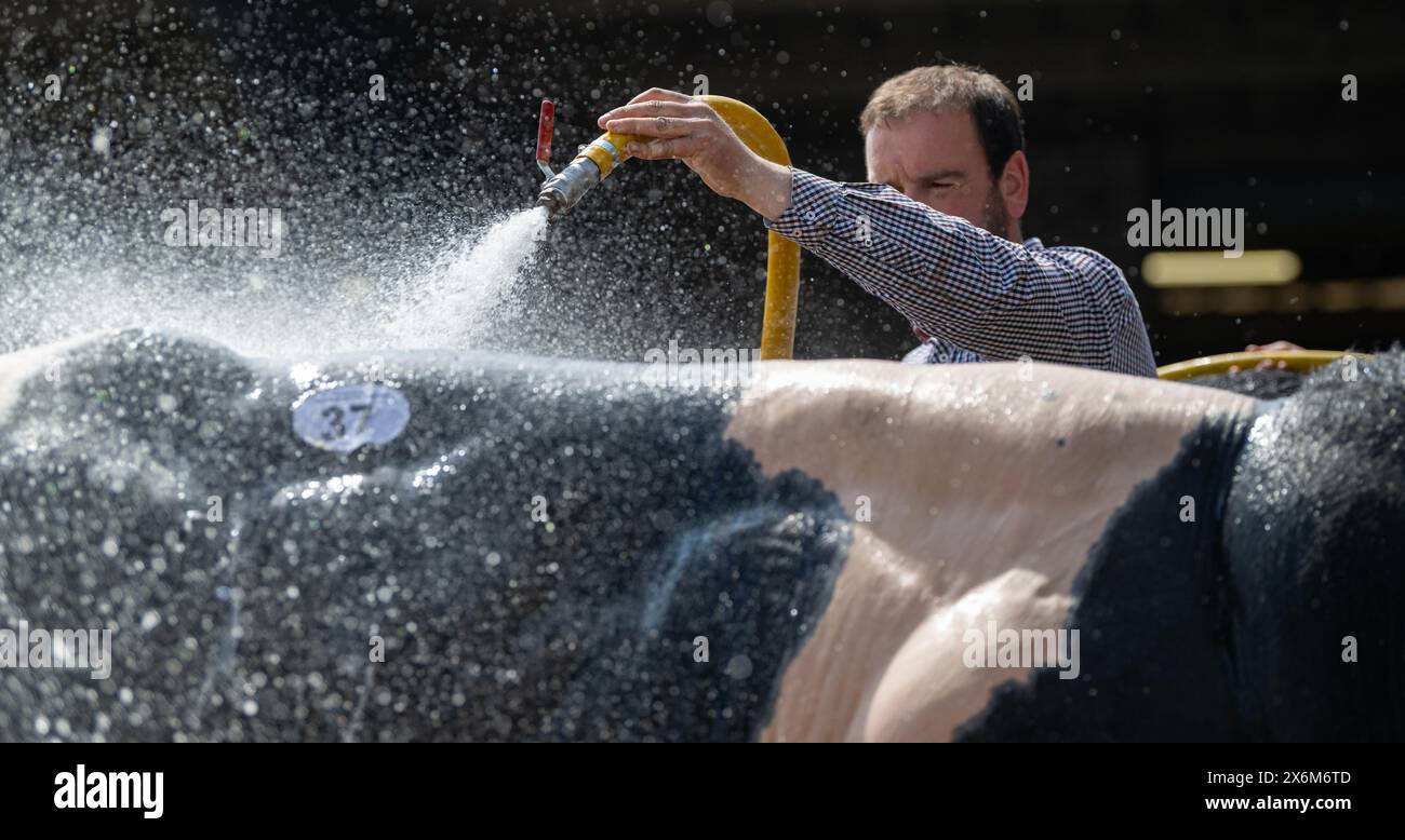 Spraying cattle with water hose hi-res stock photography and images - Alamy