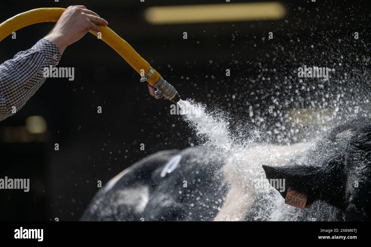 Spraying cattle with water hose hi-res stock photography and images - Alamy