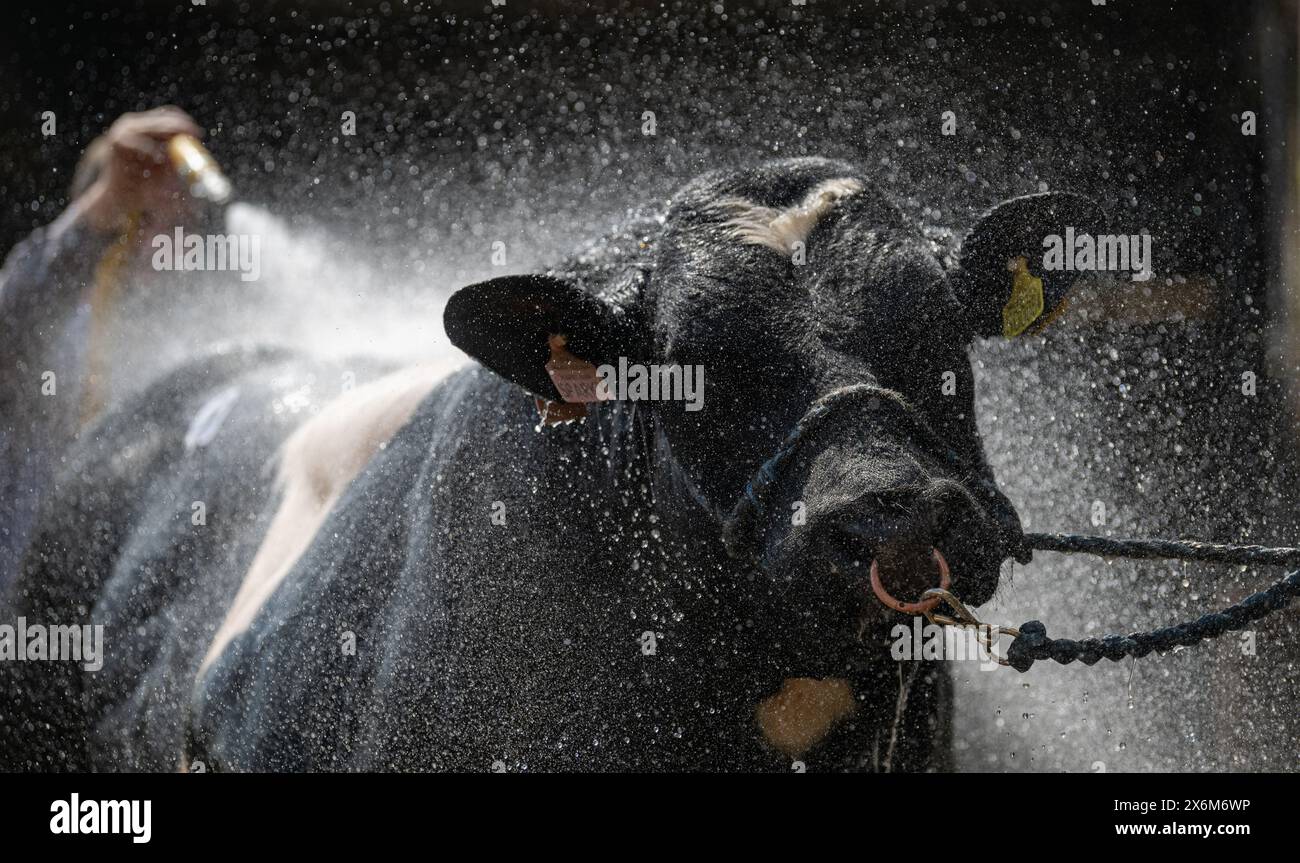Spraying cattle with water hose hi-res stock photography and images - Alamy