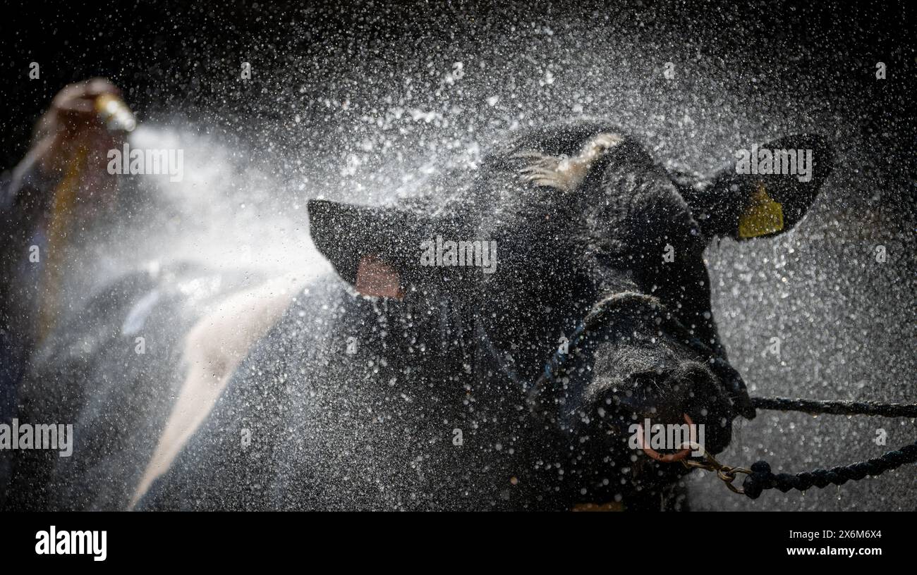 Spraying cattle with water hose hi-res stock photography and images - Alamy