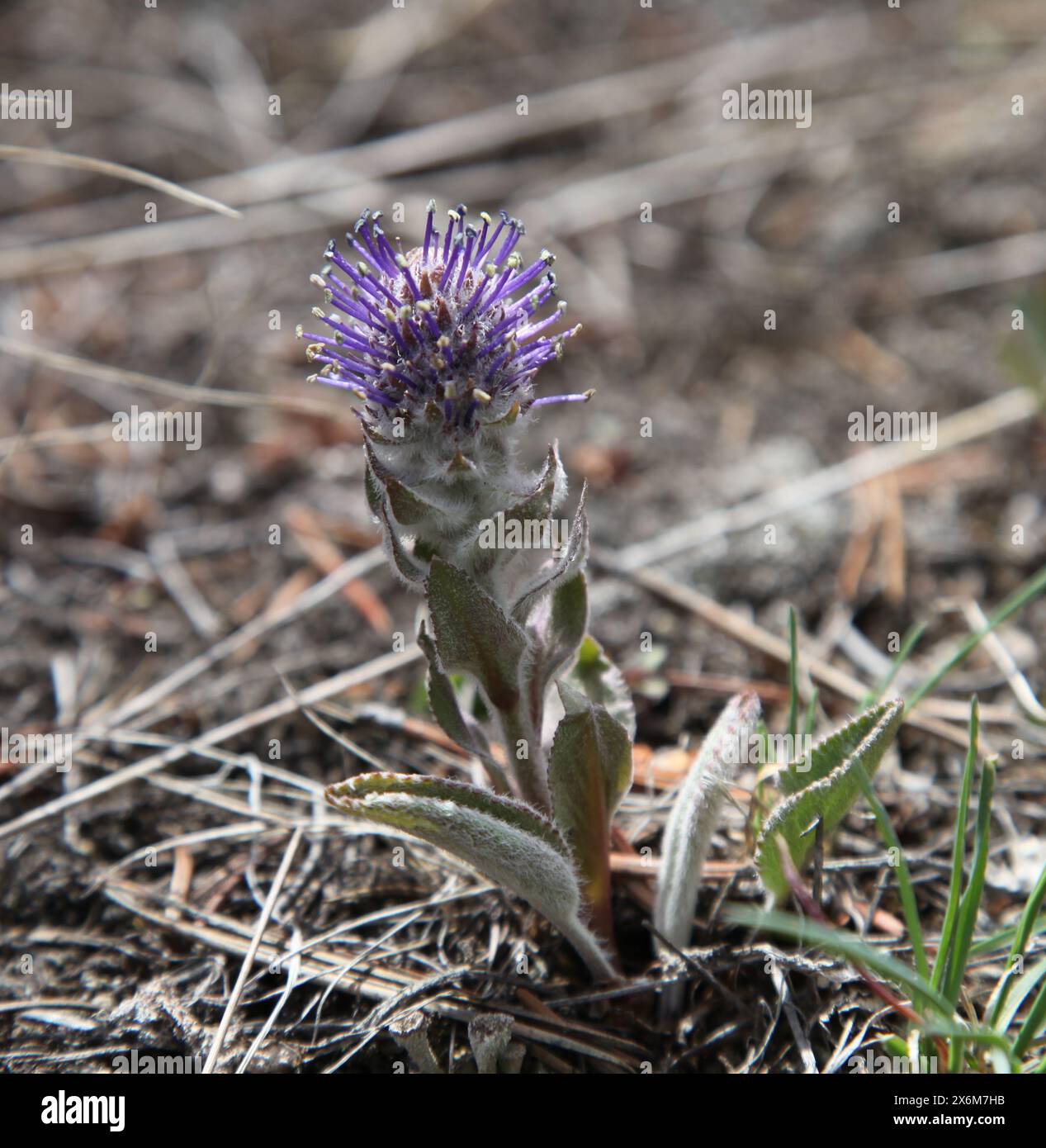 Wyoming Kittentails (Besseya wyomingensis) purple wildflower in ...