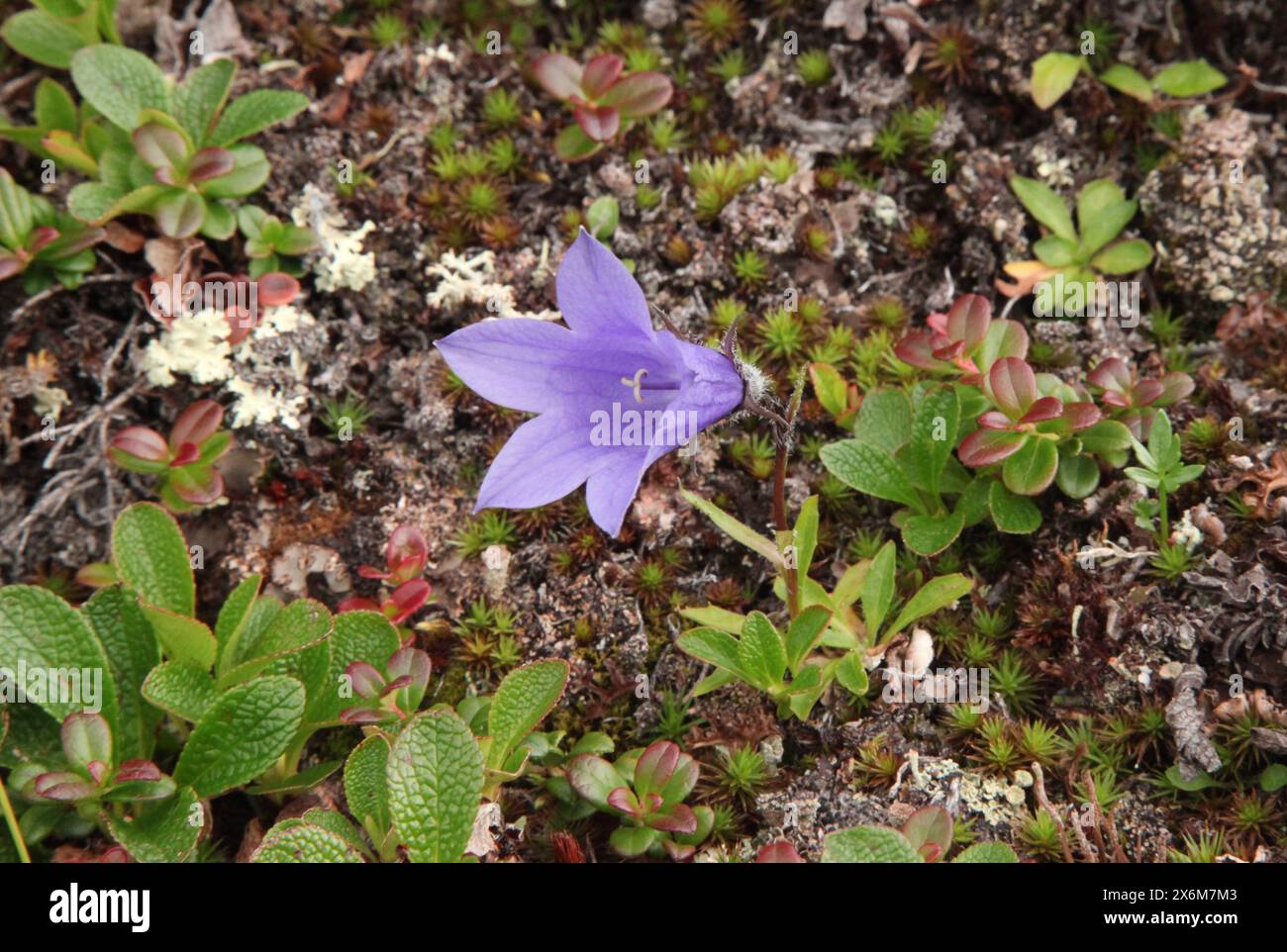 Mountain Harebell (Campanula lasiocarpa) purple wildflower in Denali ...