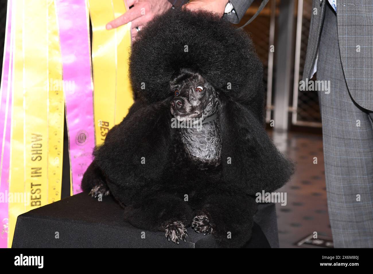 New York, USA. 15th May, 2024. Sage the miniature poodle that won Best ...