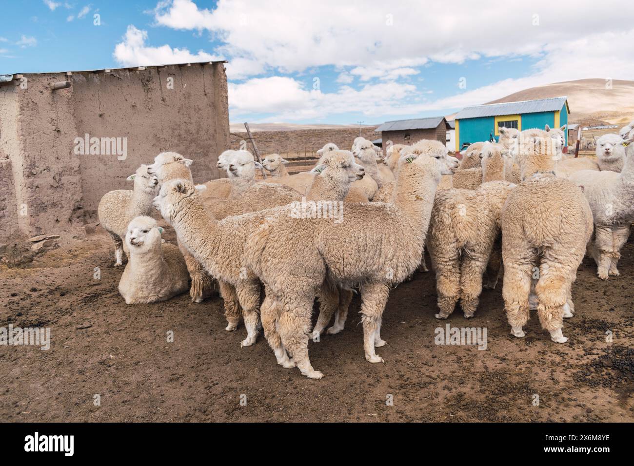 Alpacas eating and grazing in the Andes mountain range surrounded by ...