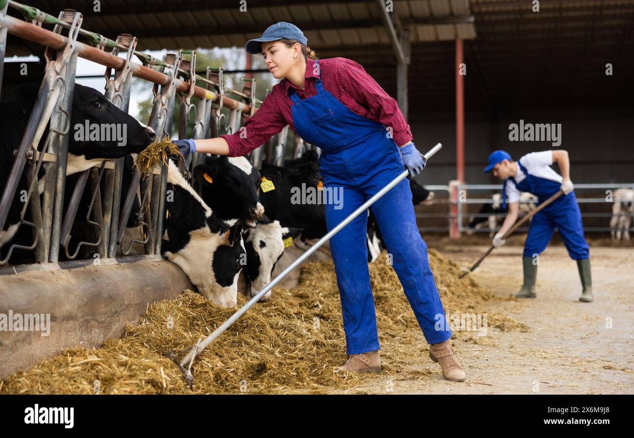 Positive young woman farmer worker in uniform leveling hay with rake ...