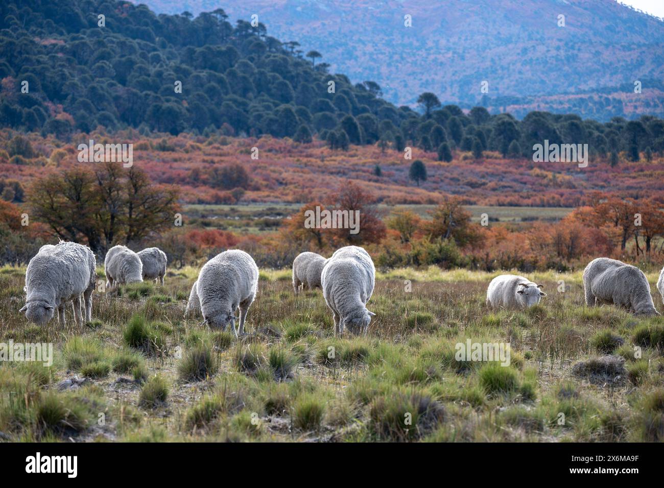 Animal patagonico hi-res stock photography and images - Alamy