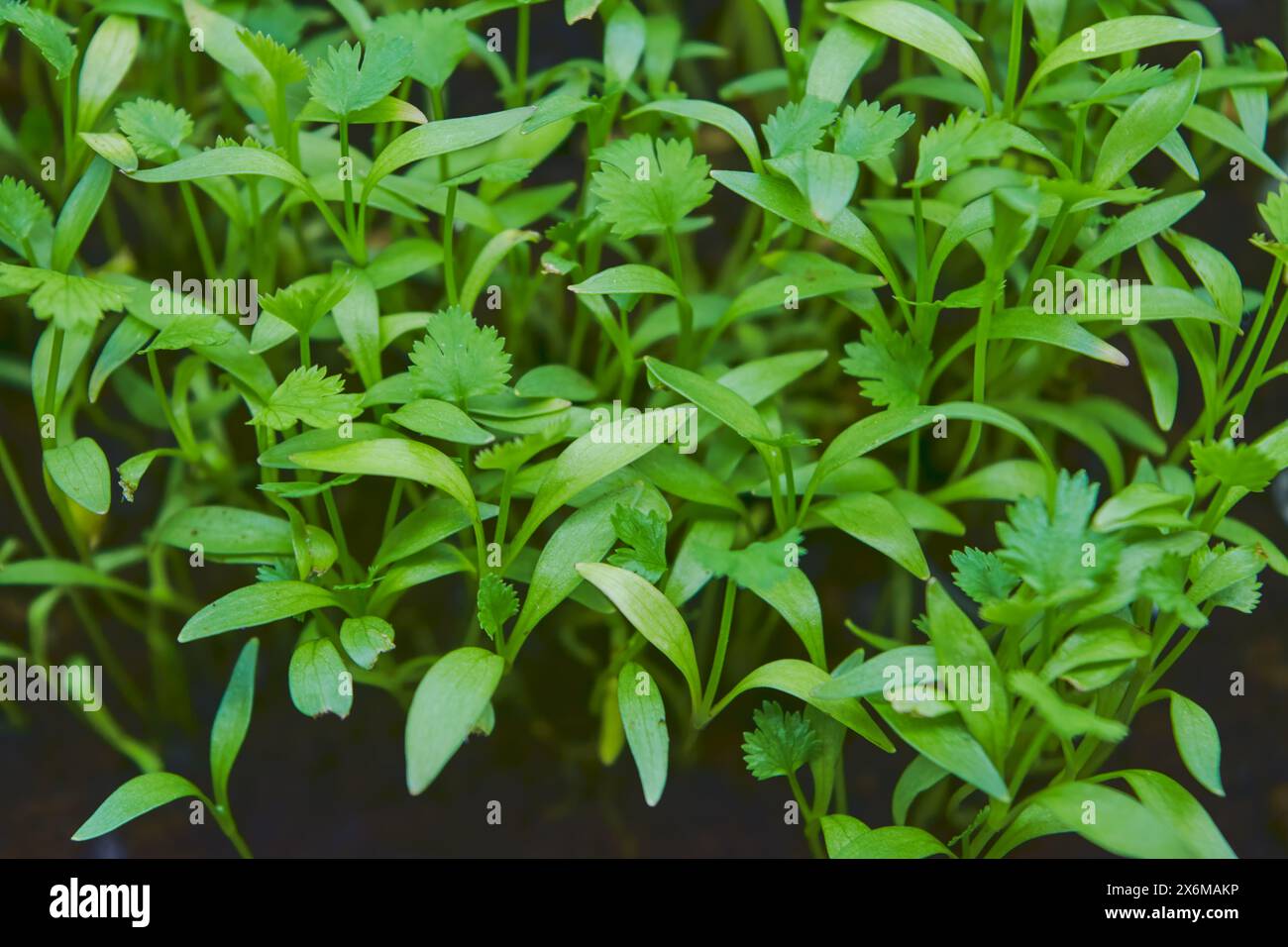 Growing micro greens coriander sprouts. Growing superfood. Business ...