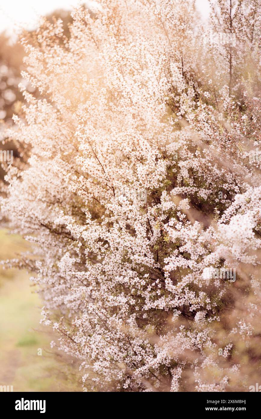 New Zealand Manuka Flowers Stock Photo - Alamy