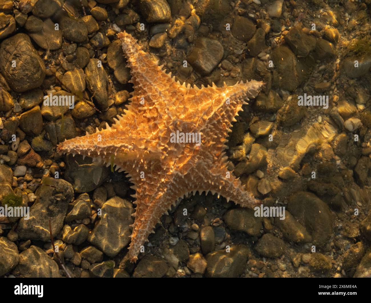 Belleza del mar hi-res stock photography and images - Alamy