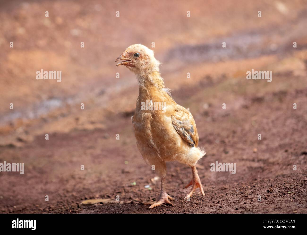 Ganado de vida libre hi-res stock photography and images - Alamy