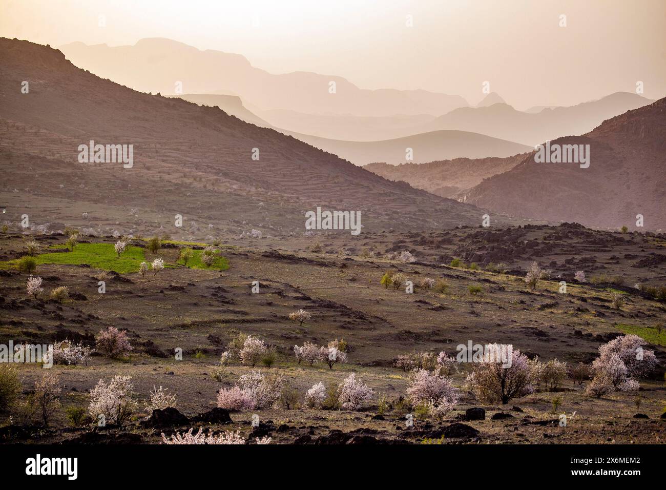 Morocco, flowering trees in mountainous landscape Stock Photo - Alamy
